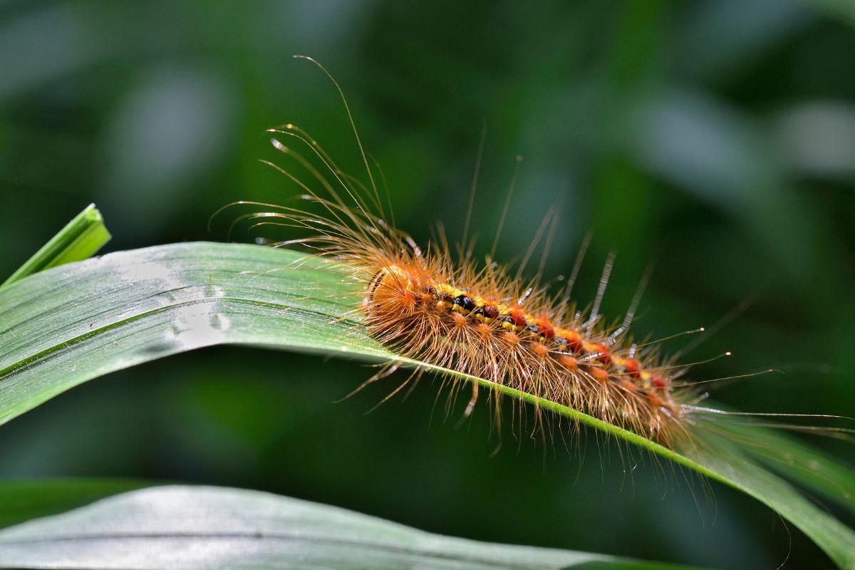 Gypsy Moths Control - welconpest.ca