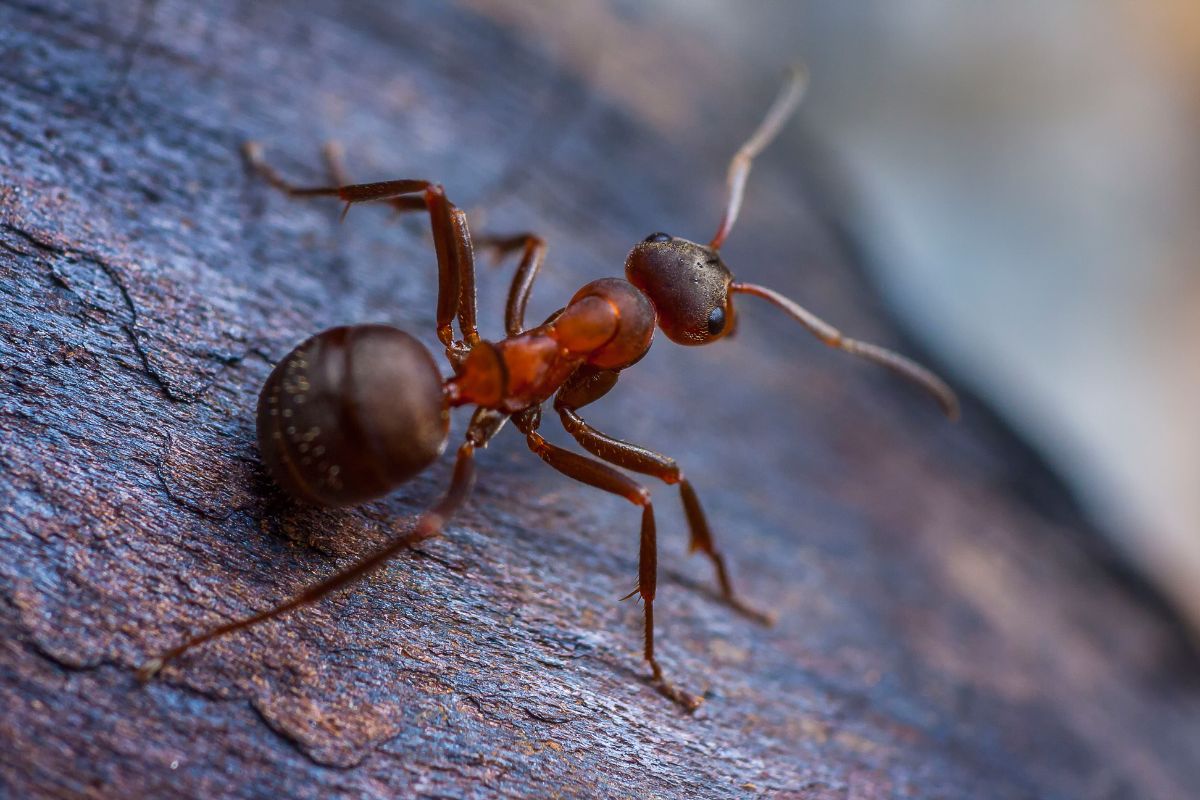 Ant Extermination - welconpest.ca